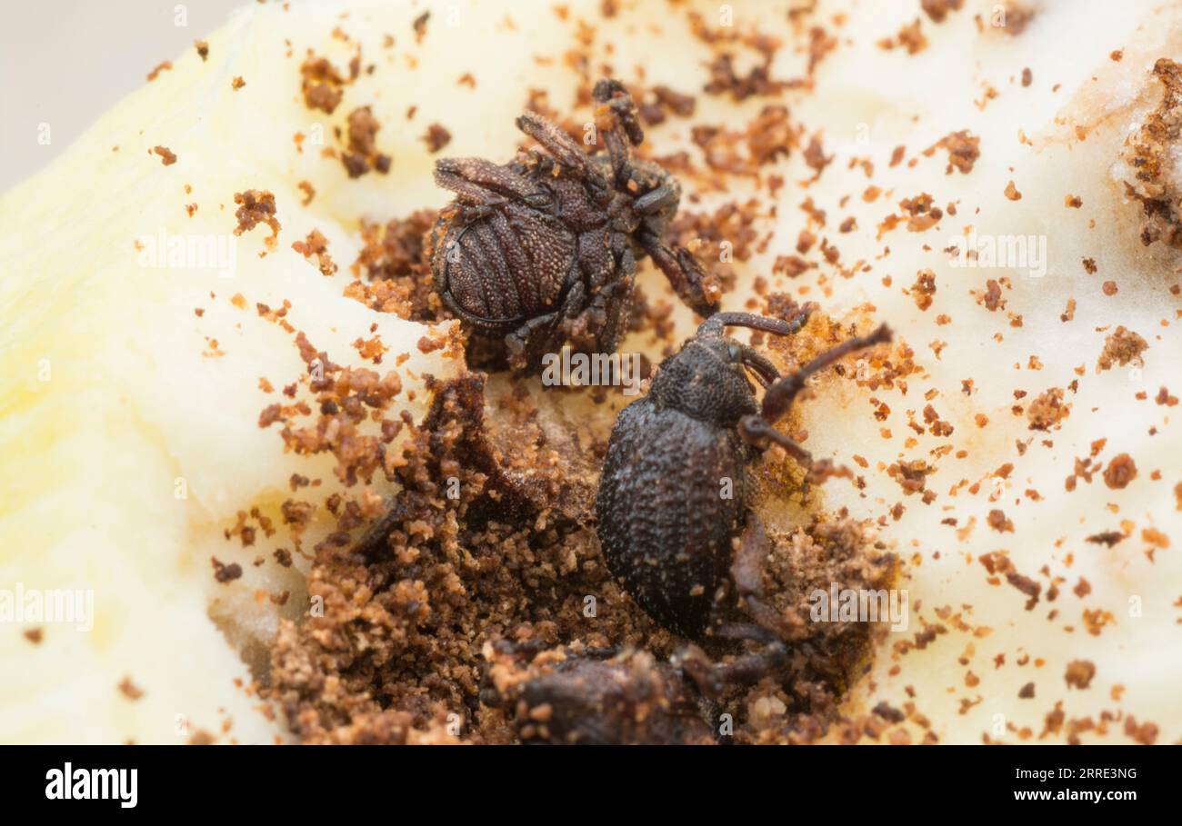 Sternochetus mangiferae infesting the ripe mango flesh Stock Photo - Alamy