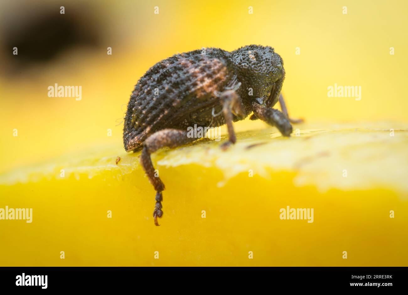 Sternochetus mangiferae infesting the ripe mango flesh Stock Photo - Alamy