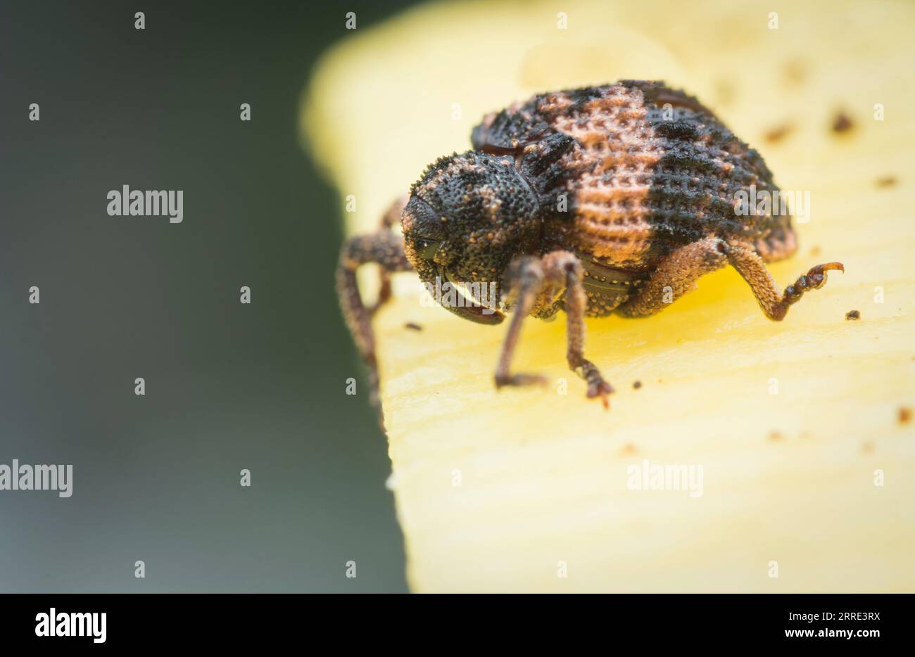 Sternochetus mangiferae infesting the ripe mango flesh Stock Photo - Alamy