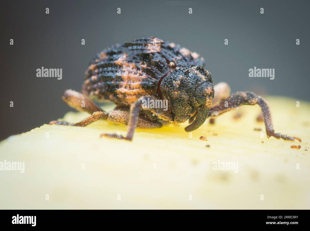 Sternochetus mangiferae infesting the ripe mango flesh Stock Photo - Alamy