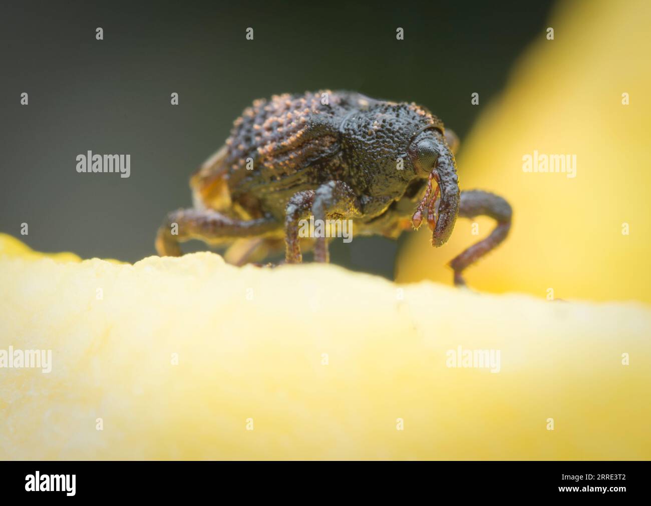 Sternochetus mangiferae infesting the ripe mango flesh Stock Photo - Alamy