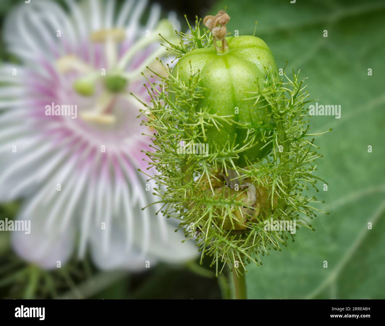 Passiflora foetida bush passion plant Stock Photo - Alamy
