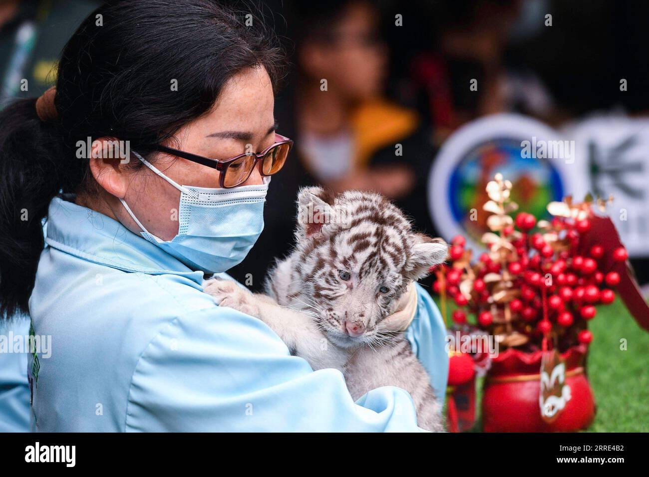 Guangdong tigers hi-res stock photography and images - Alamy