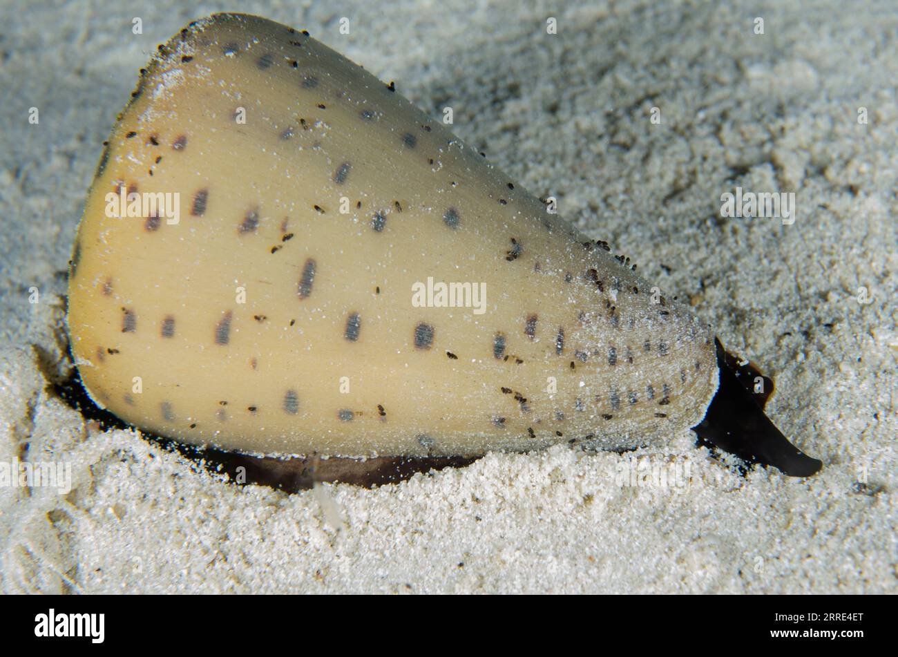 Lettered Cone Shell, Conus litteratus, night dive, Sakokreng Jetty dive ...