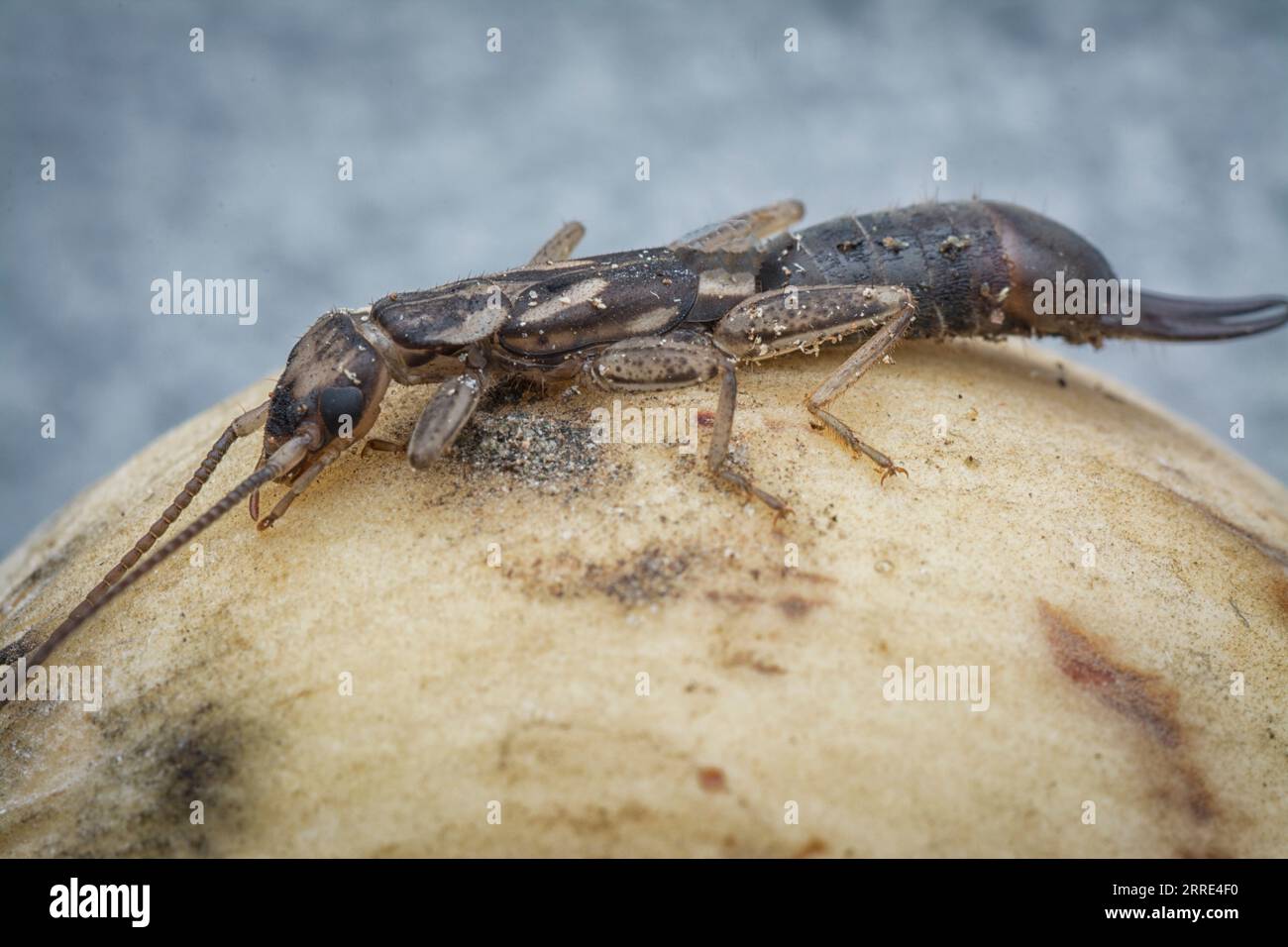 closeup with female earwig dermaptera insect Stock Photo - Alamy