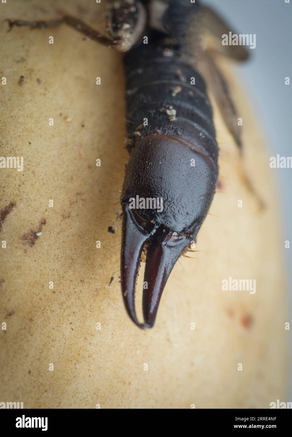 Forficula auricularia female insect hi-res stock photography and images ...