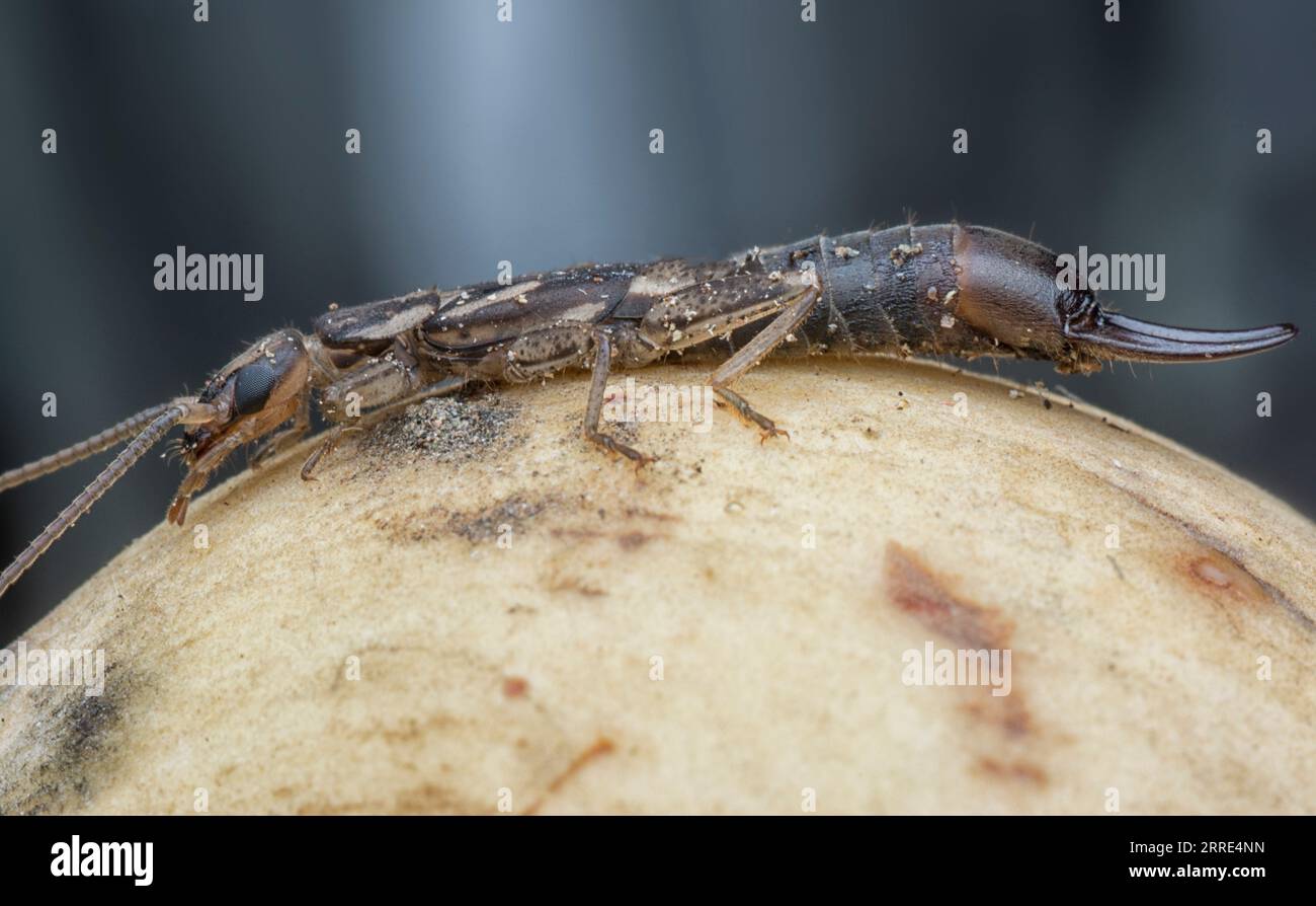 Eodermaptera hi-res stock photography and images - Alamy