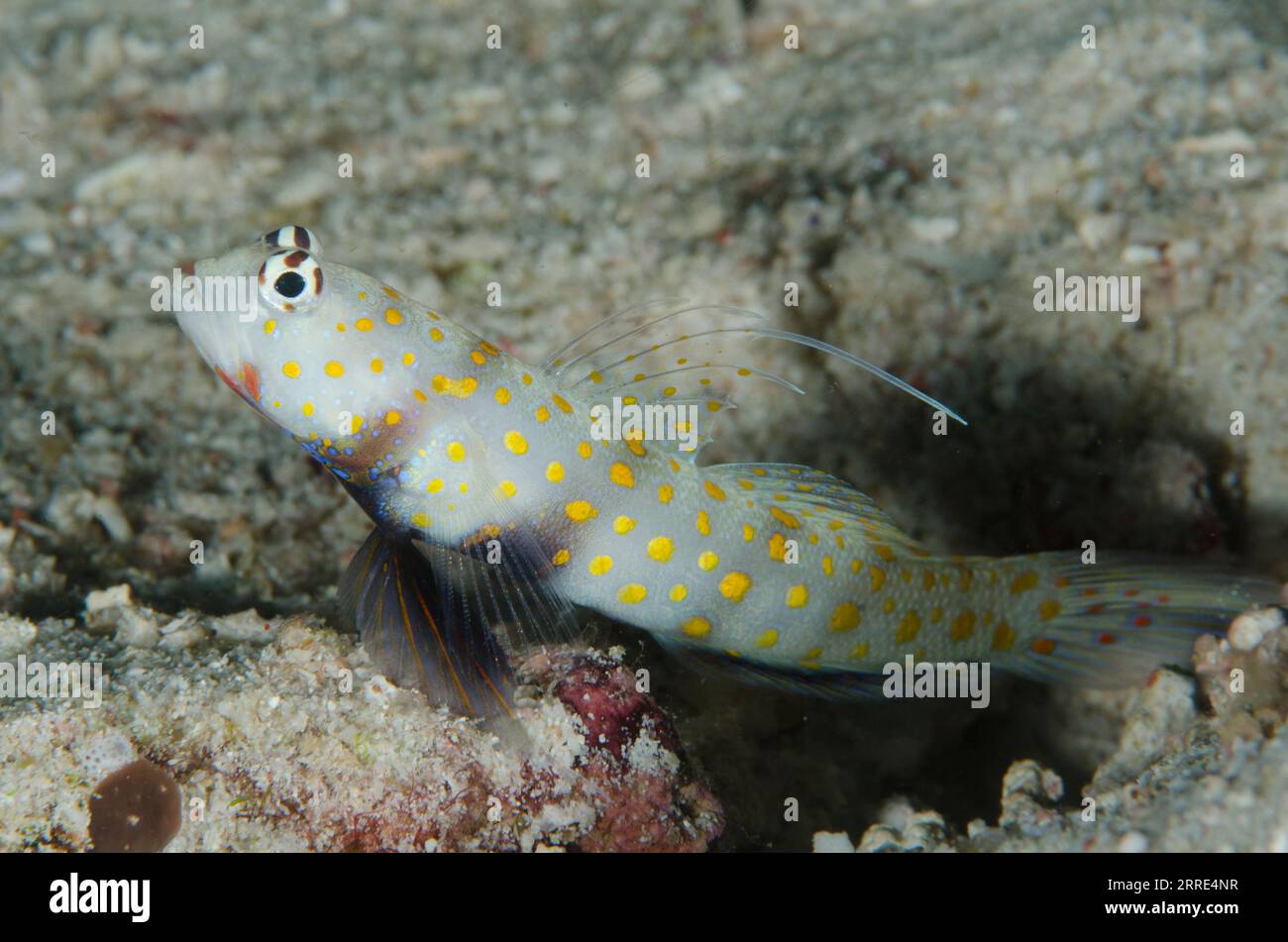 Spotted Shrimpgoby, Amblyeleotris guttata, Melissa's Garden dive site ...
