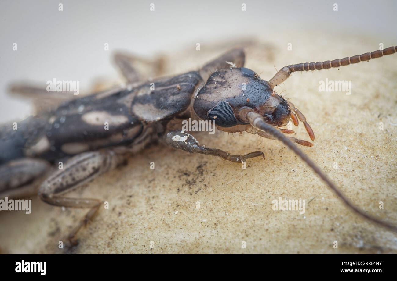 Female earwig hi-res stock photography and images - Alamy