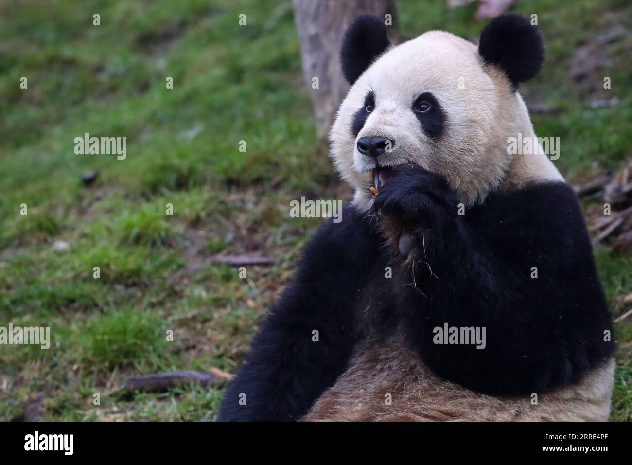 Belgium brugelete zo pandas hi-res stock photography and images - Alamy