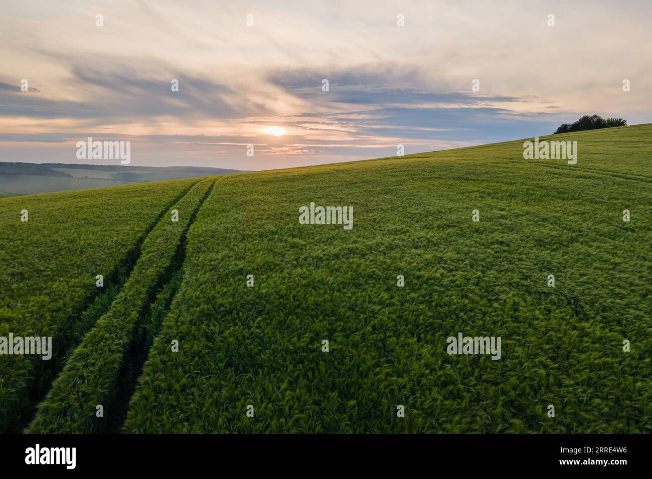 Agricultural cultivated field in summer season with growing crops ...