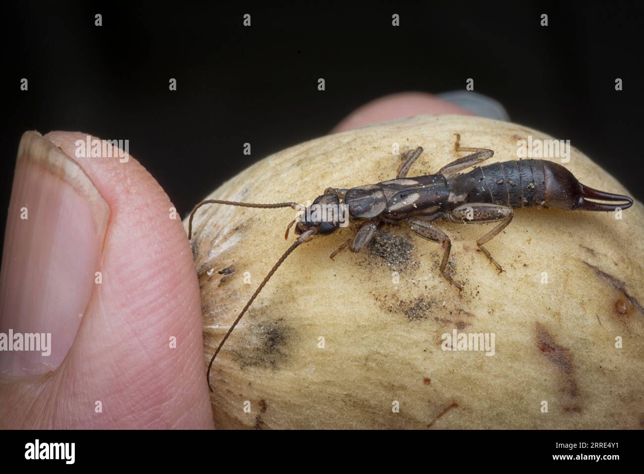 Forficula auricularia female insect hi-res stock photography and images ...