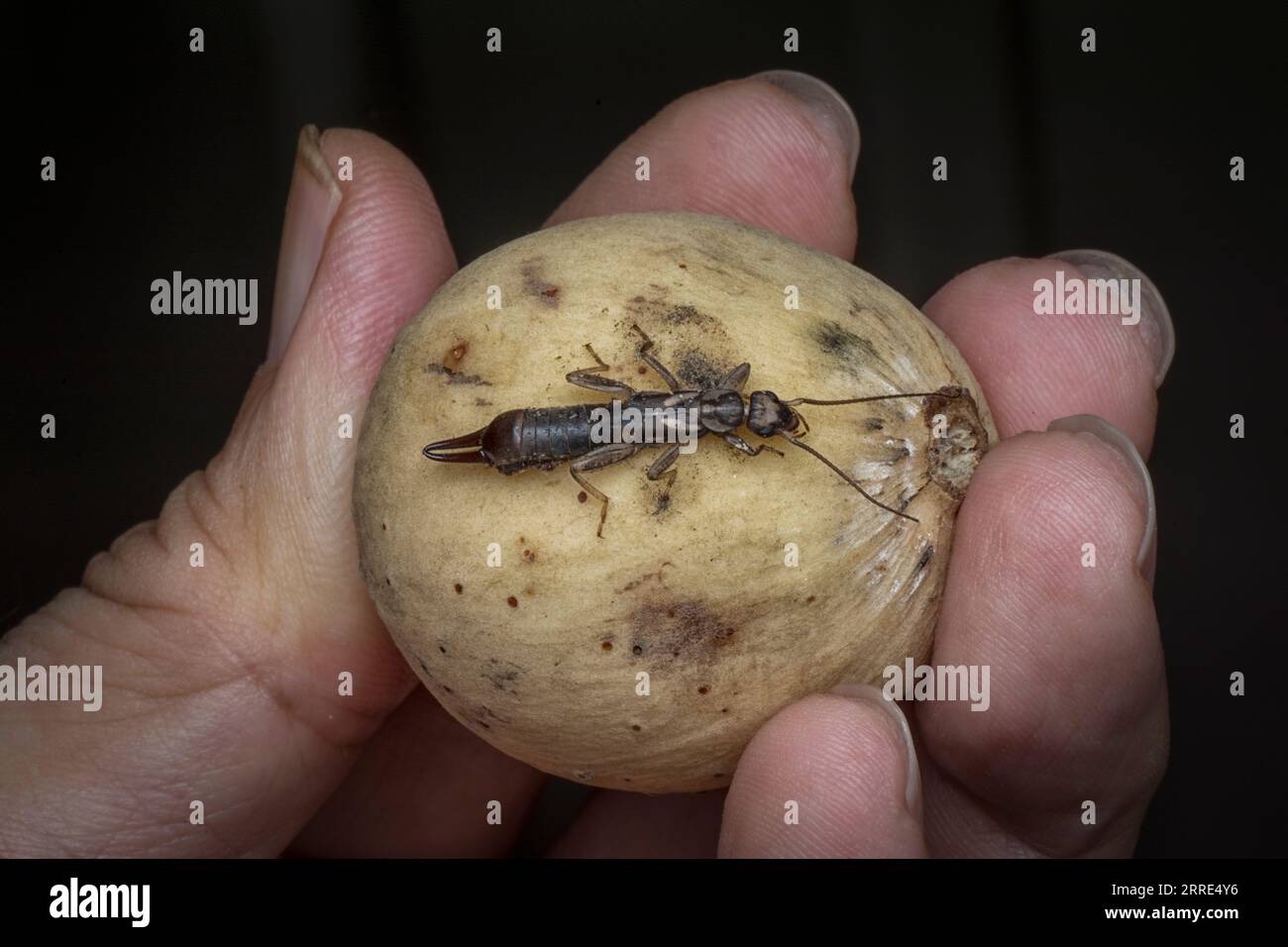 closeup with female earwig dermaptera insect Stock Photo - Alamy