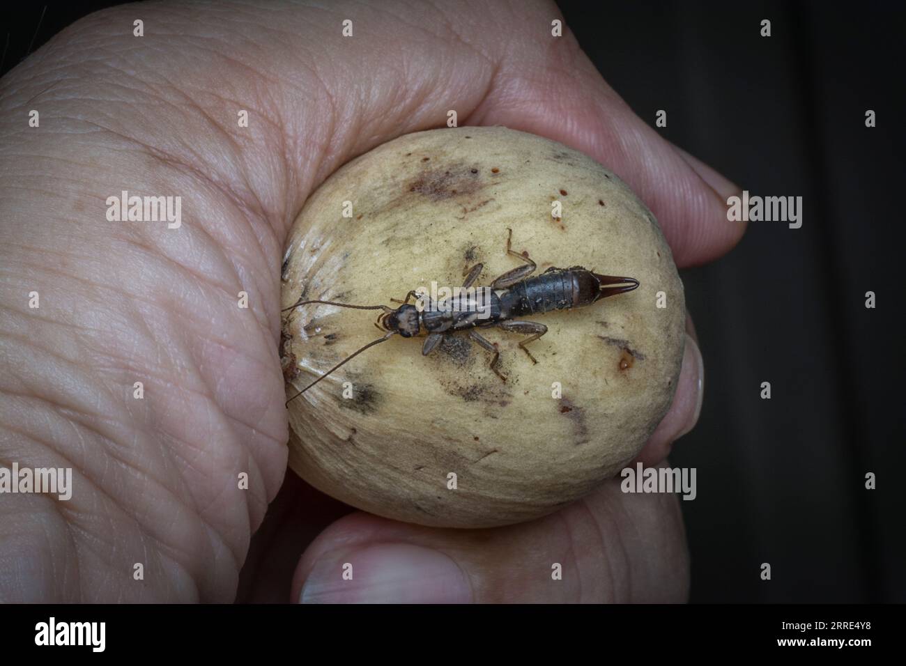 Eodermaptera hi-res stock photography and images - Alamy