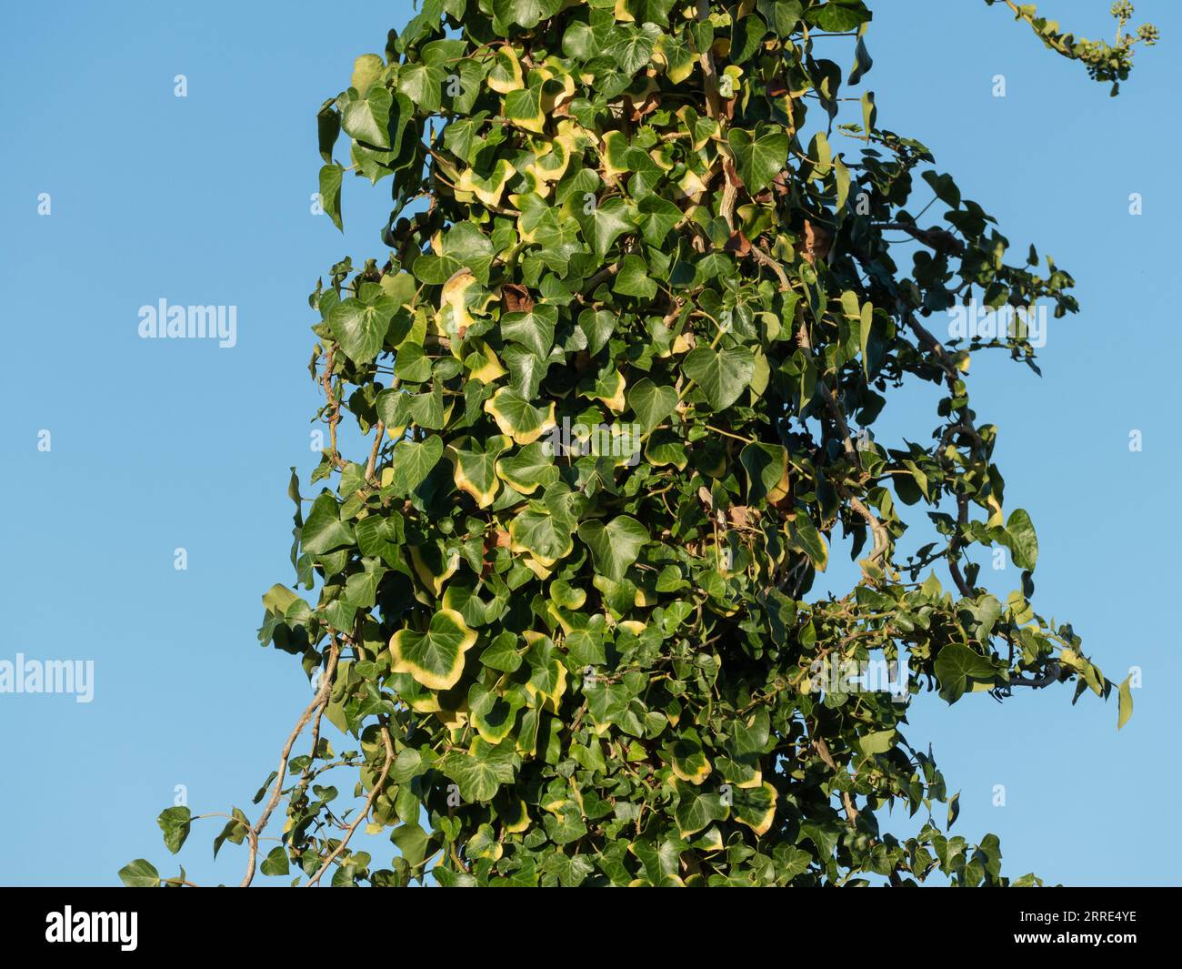 ivy growing up a wooden power line pole with sunlight Stock Photo - Alamy