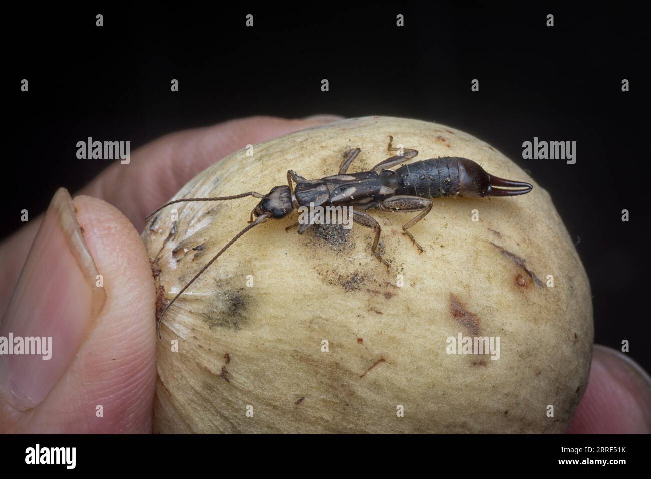closeup with female earwig dermaptera insect Stock Photo - Alamy