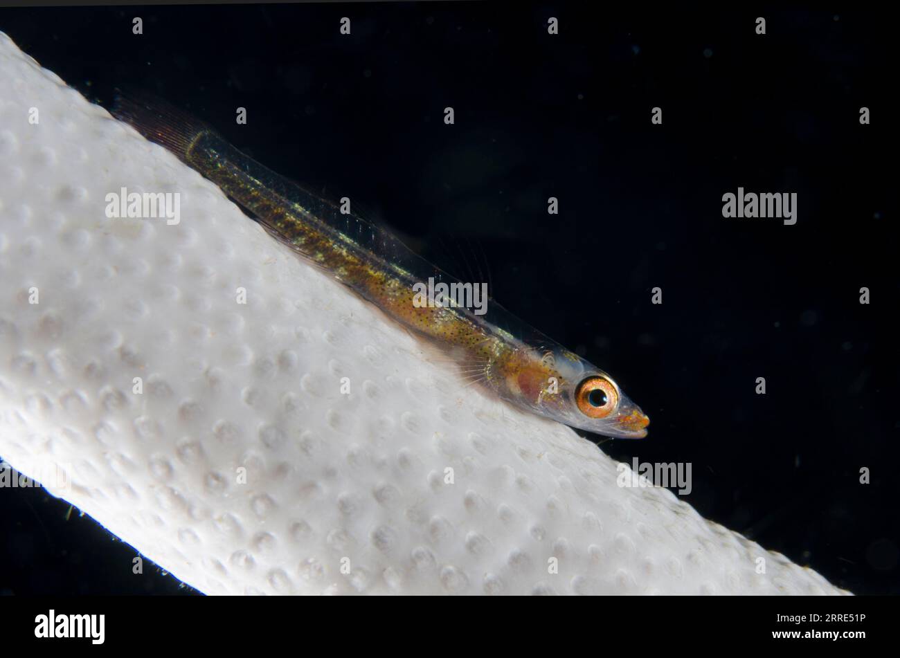Loki Whip Goby, Bryaninops loki, on Whip Coral, Keruo Channel dive site ...