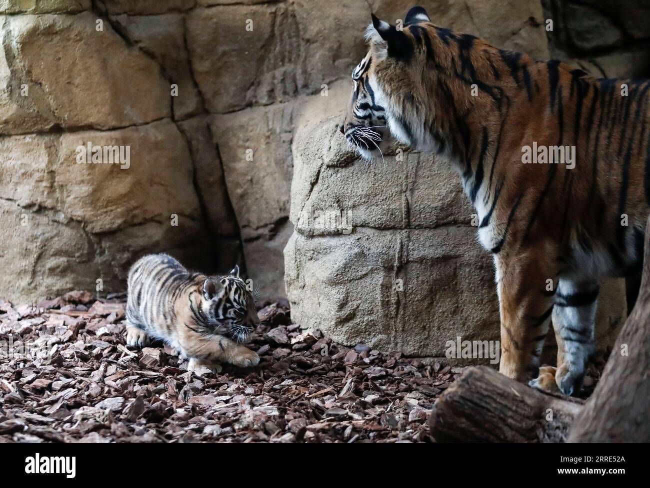 220128 -- LONDON, Jan. 28, 2022 -- A Sumatran tiger cub is seen with ...