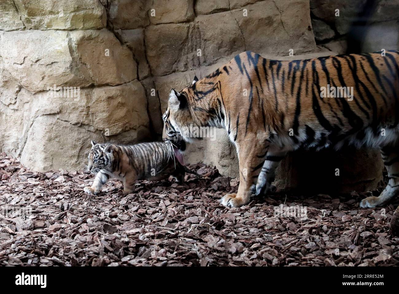 220128 -- LONDON, Jan. 28, 2022 -- A Sumatran tiger cub is seen with ...