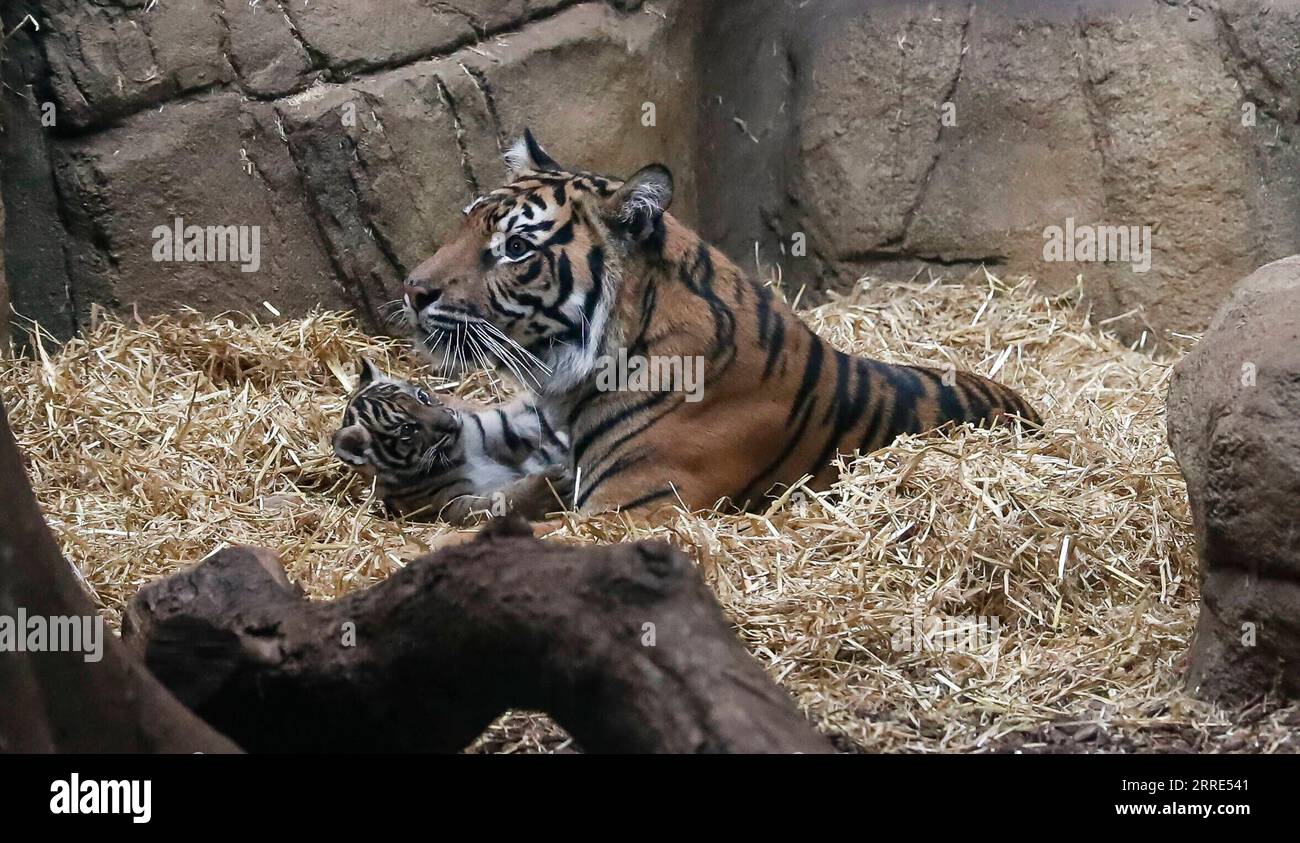 220128 -- LONDON, Jan. 28, 2022 -- A Sumatran tiger cub is seen with ...