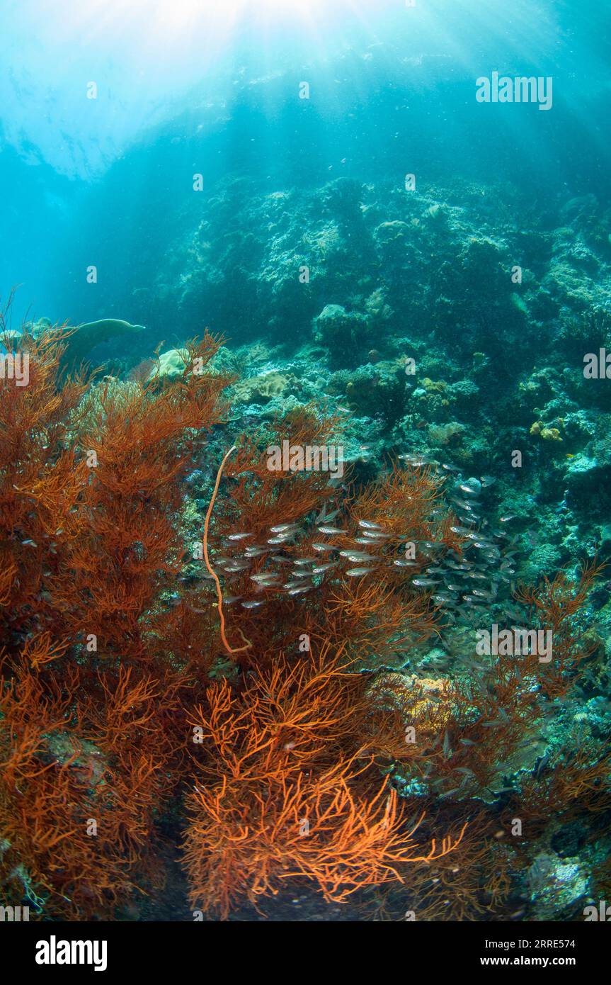 School of small fish and coral with island in background with sun rays ...