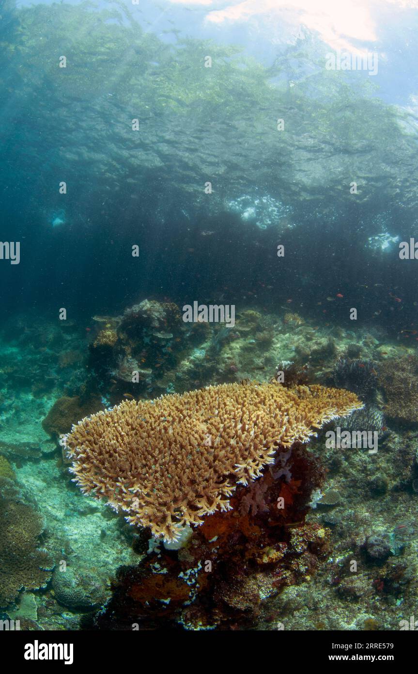 Reef and Table Coral, Acropora sp, with island in background with sun ...