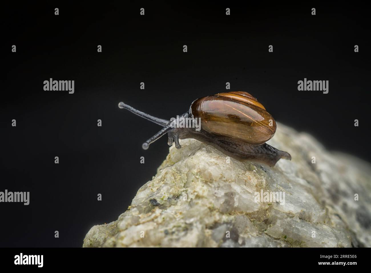 Round shell hi-res stock photography and images - Alamy