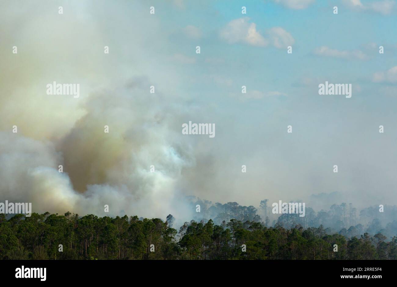 Dangerous wildfire burning severely in Florida jungle woods. Hot flames ...