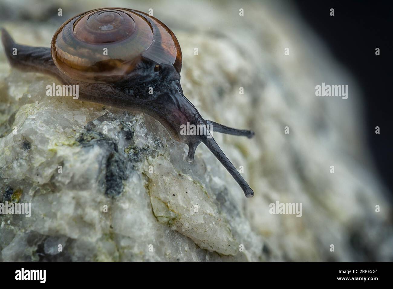 Round shell hi-res stock photography and images - Alamy