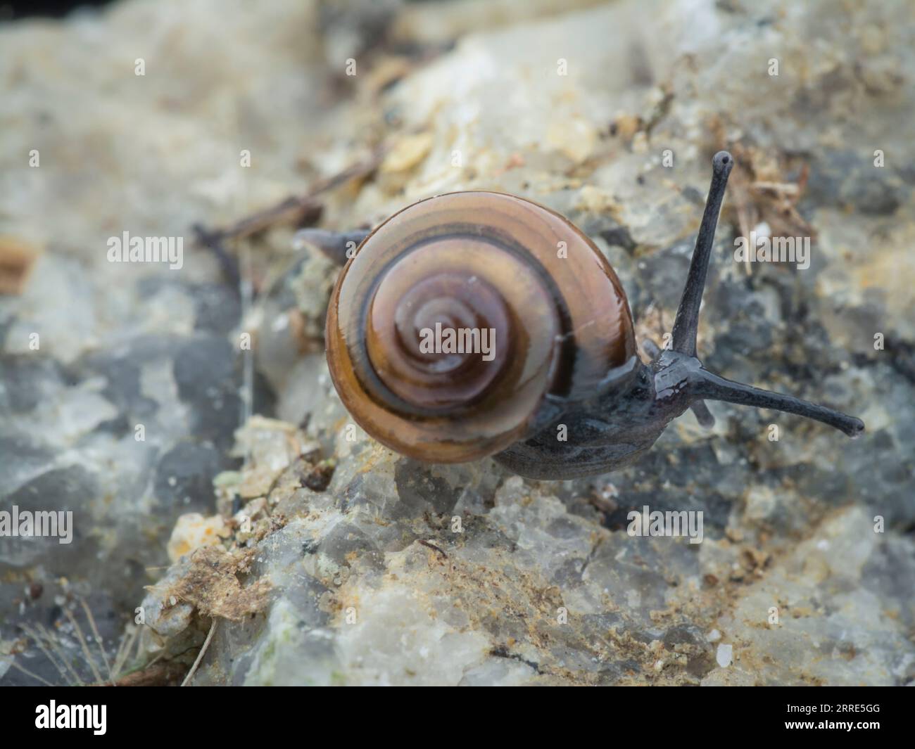 Round shell hi-res stock photography and images - Alamy