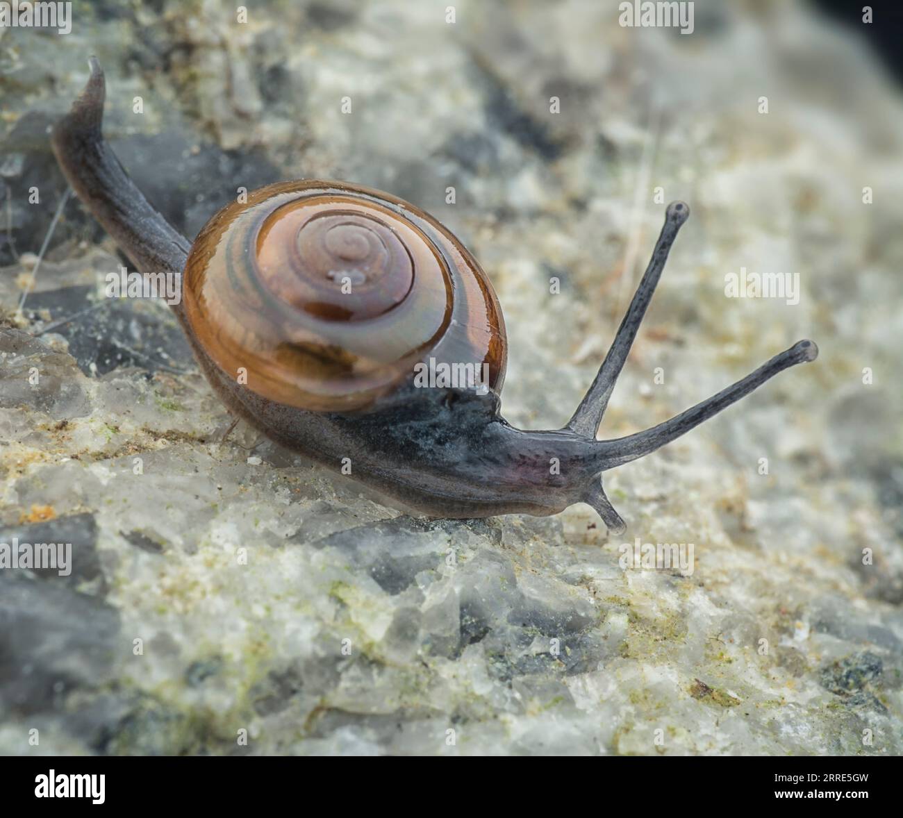 Small round disc hi-res stock photography and images - Alamy