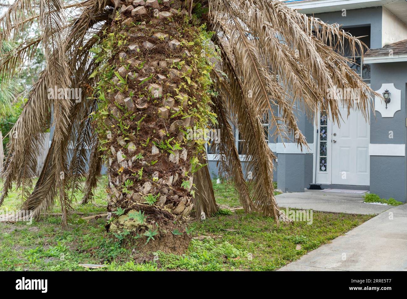 Root dead palm tree hi-res stock photography and images - Alamy