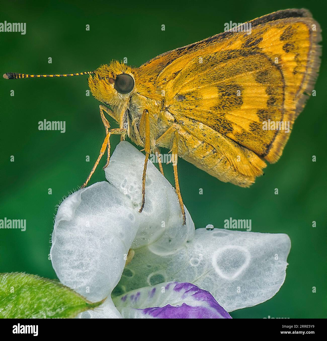 closeup with bush skipper or moth Stock Photo - Alamy