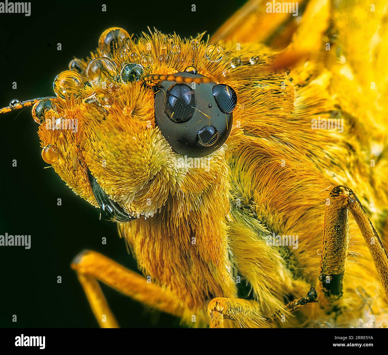 closeup with bush skipper or moth Stock Photo - Alamy