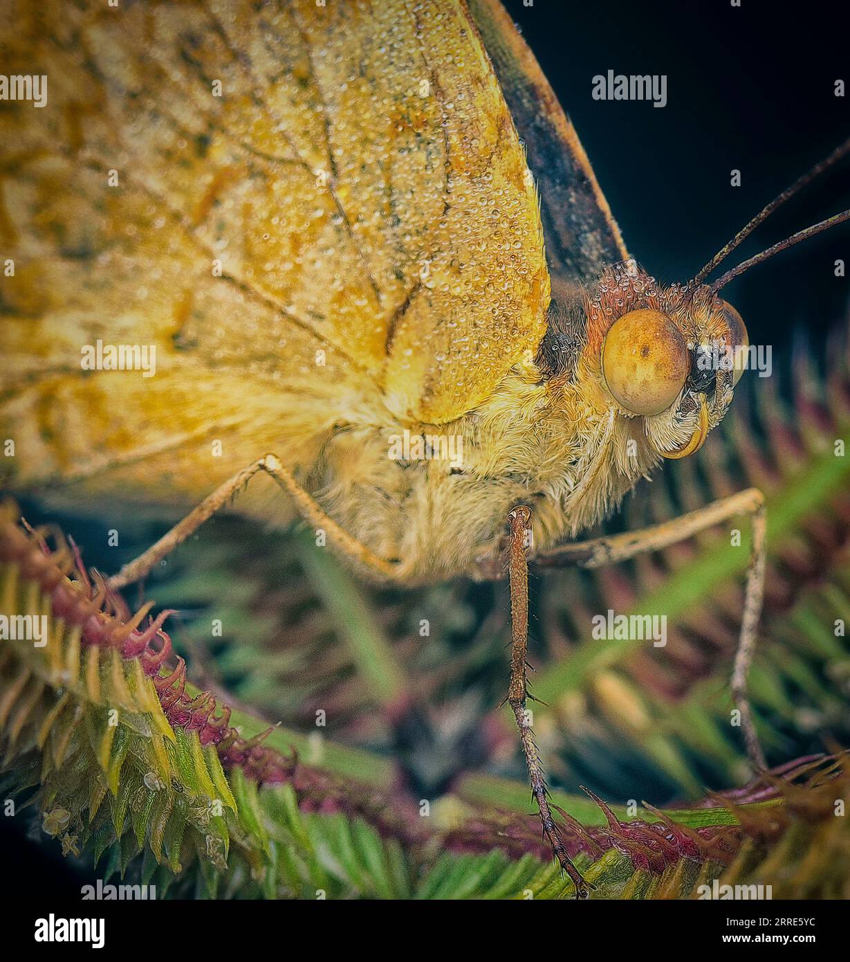 closeup with bush skipper or moth Stock Photo - Alamy