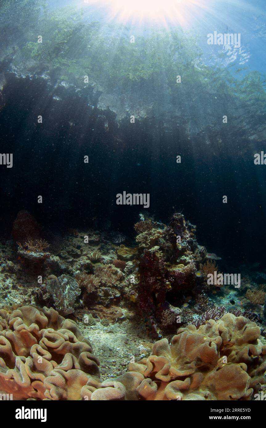 Reef and coral with island in background with sun rays, Keruo Channel ...
