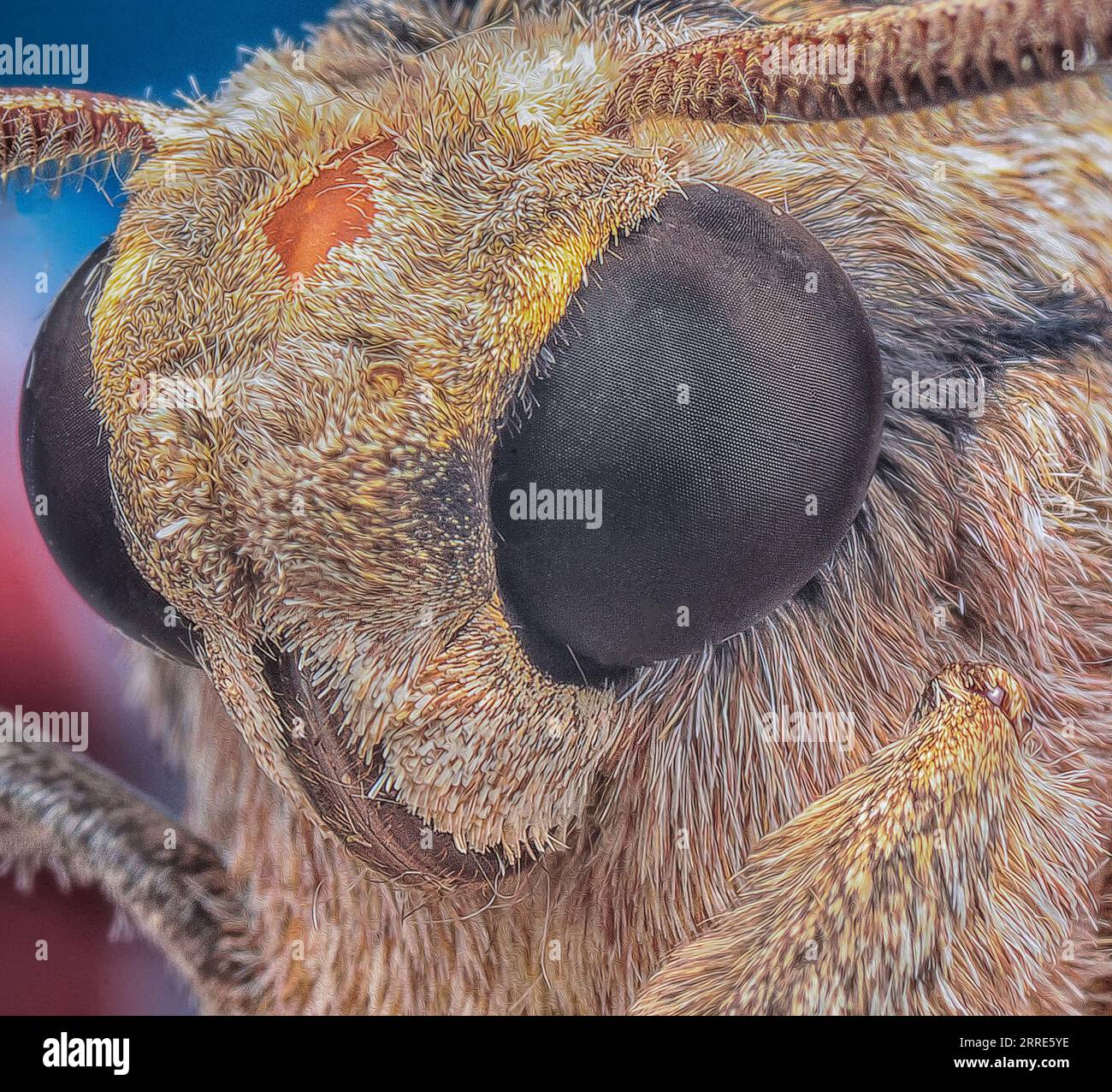 closeup with bush skipper or moth Stock Photo - Alamy