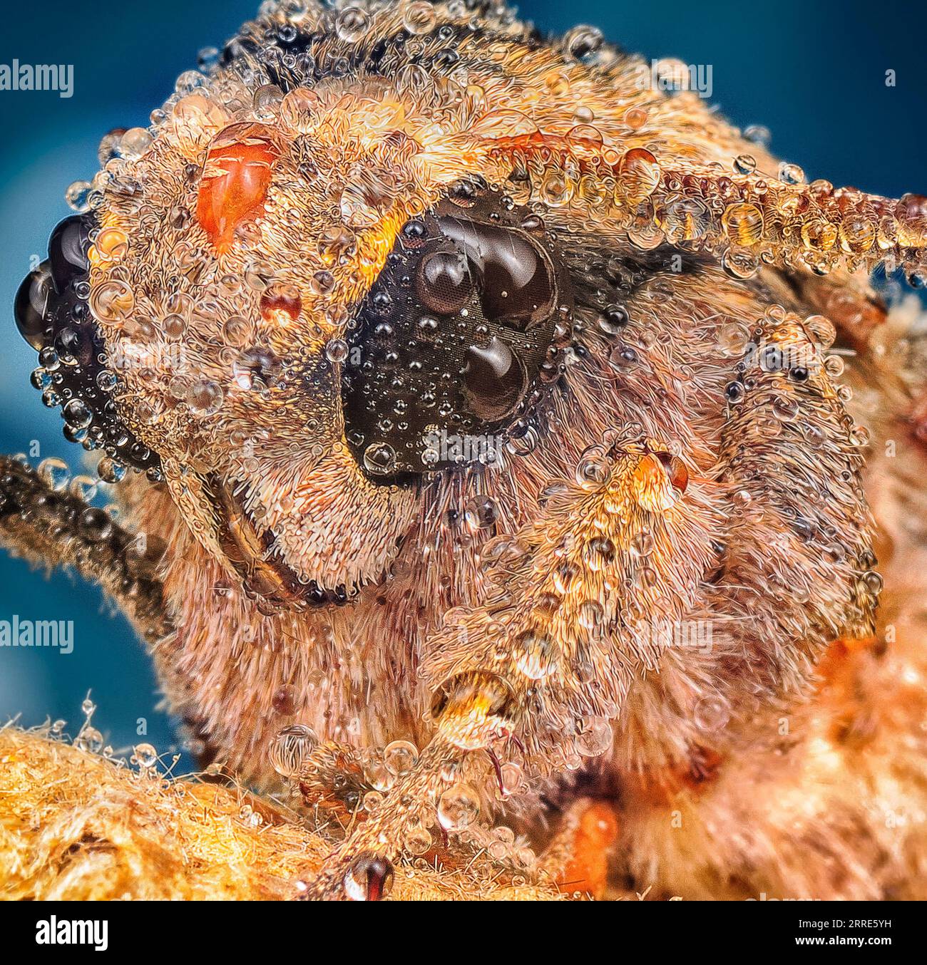 closeup with bush skipper or moth Stock Photo - Alamy