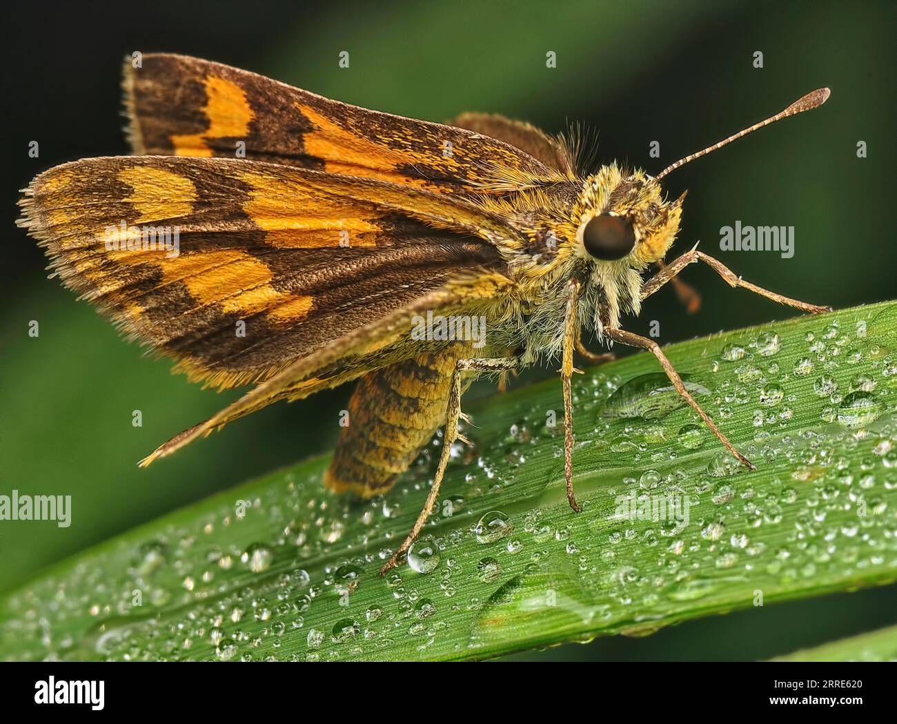 closeup with bush skipper or moth Stock Photo - Alamy