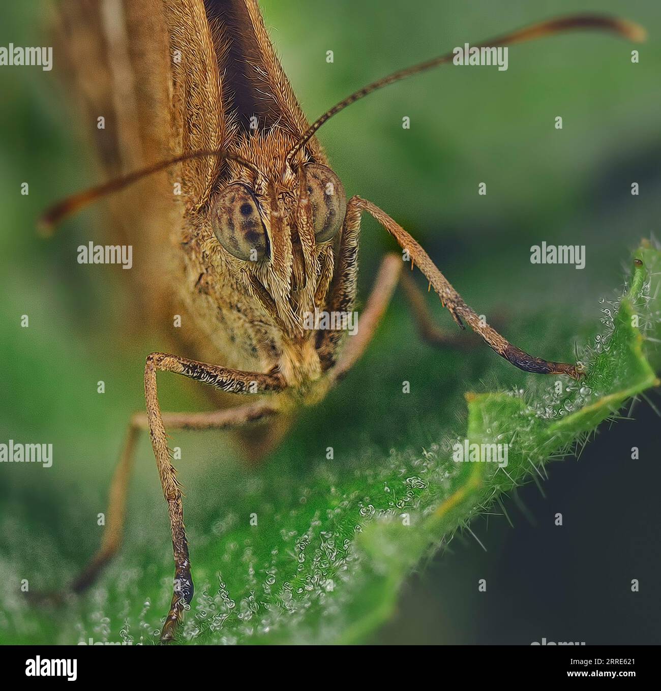 Hobomok skipper butterfly hobomok hi-res stock photography and images ...