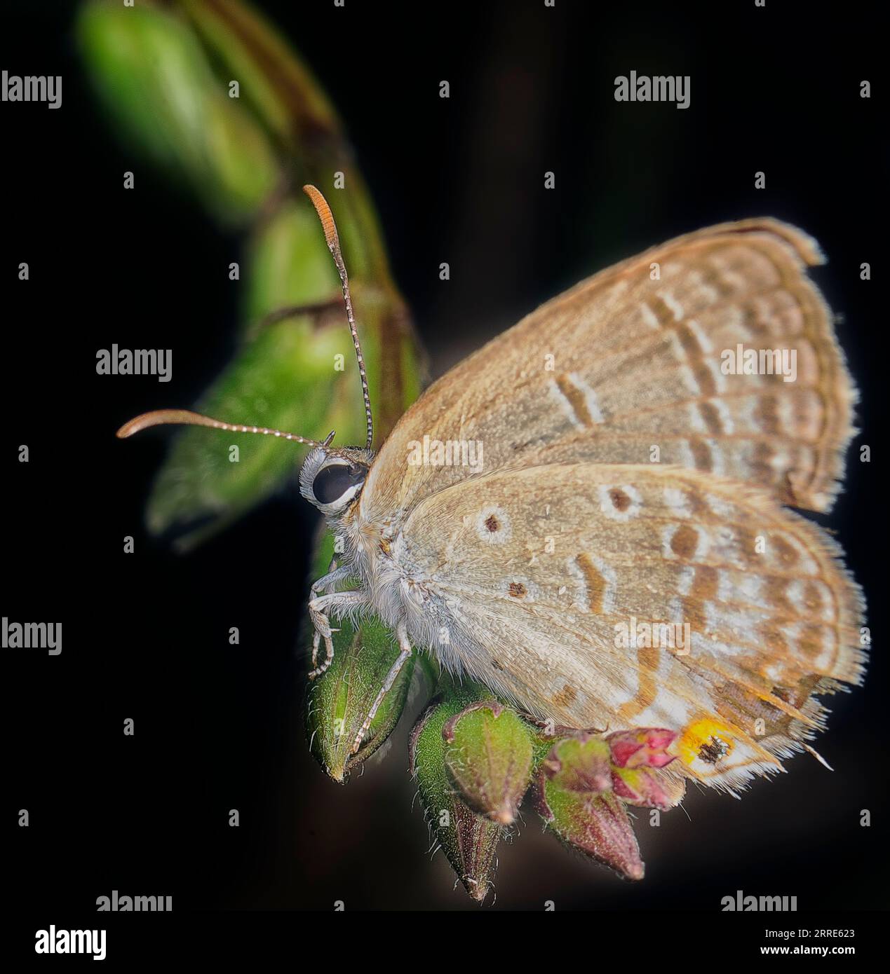closeup with bush skipper or moth Stock Photo - Alamy