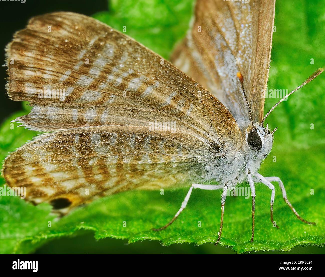 closeup with bush skipper or moth Stock Photo - Alamy