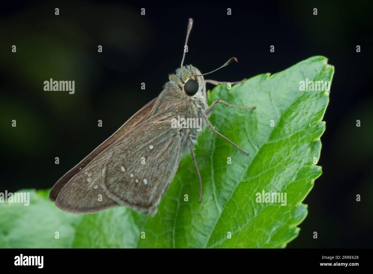 closeup with bush skipper or moth Stock Photo - Alamy