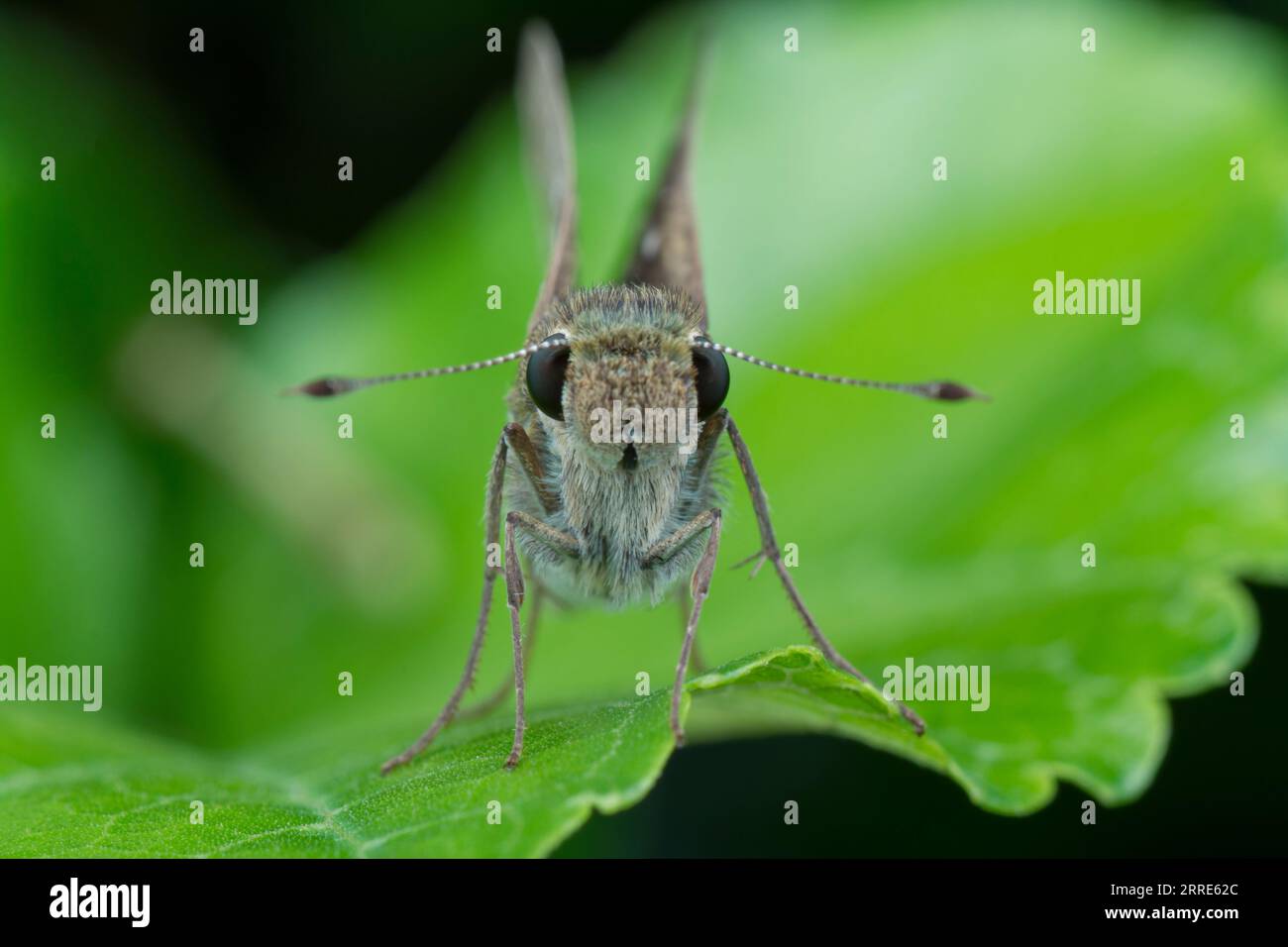 closeup with bush skipper or moth Stock Photo - Alamy