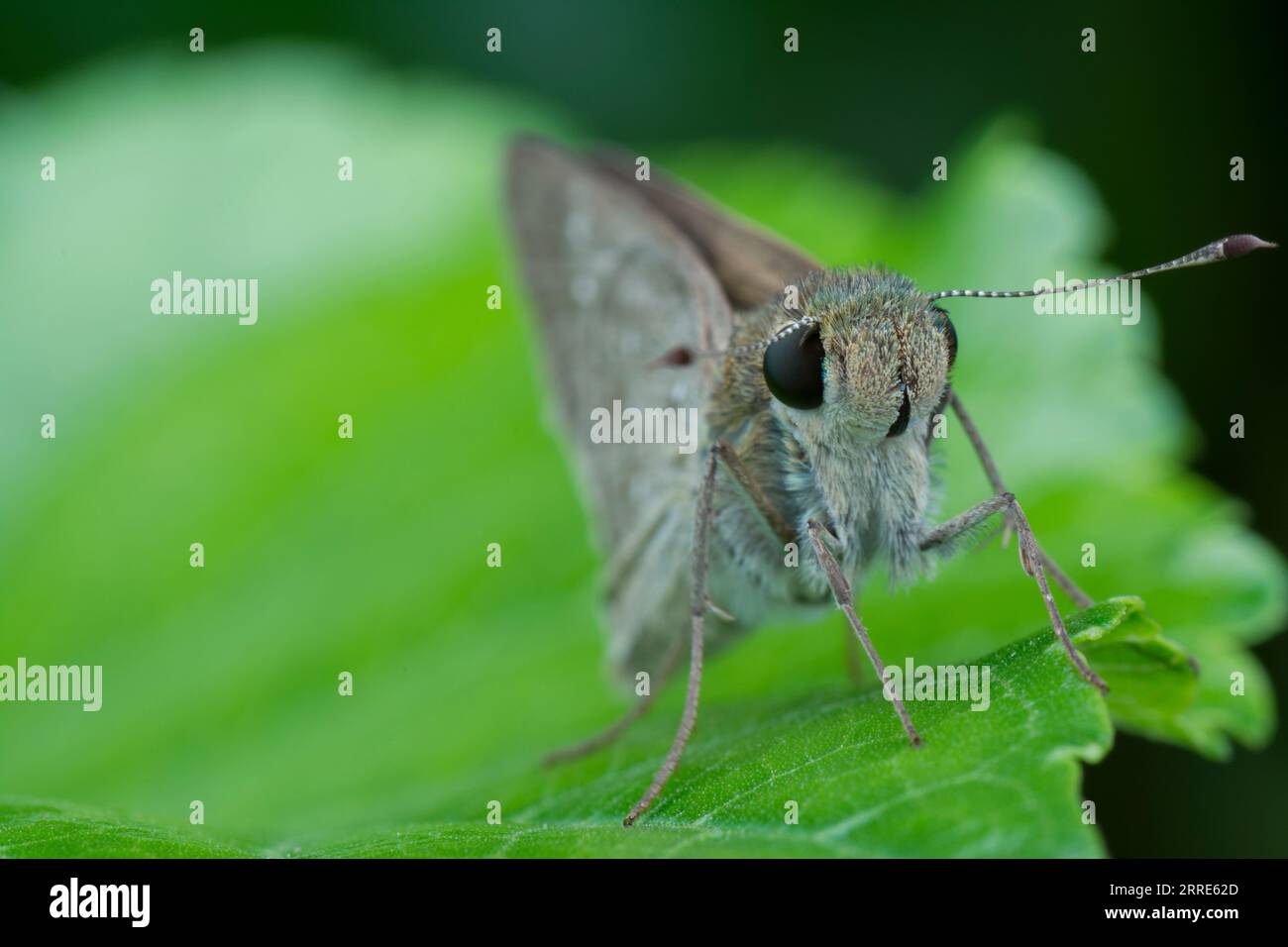 closeup with bush skipper or moth Stock Photo - Alamy