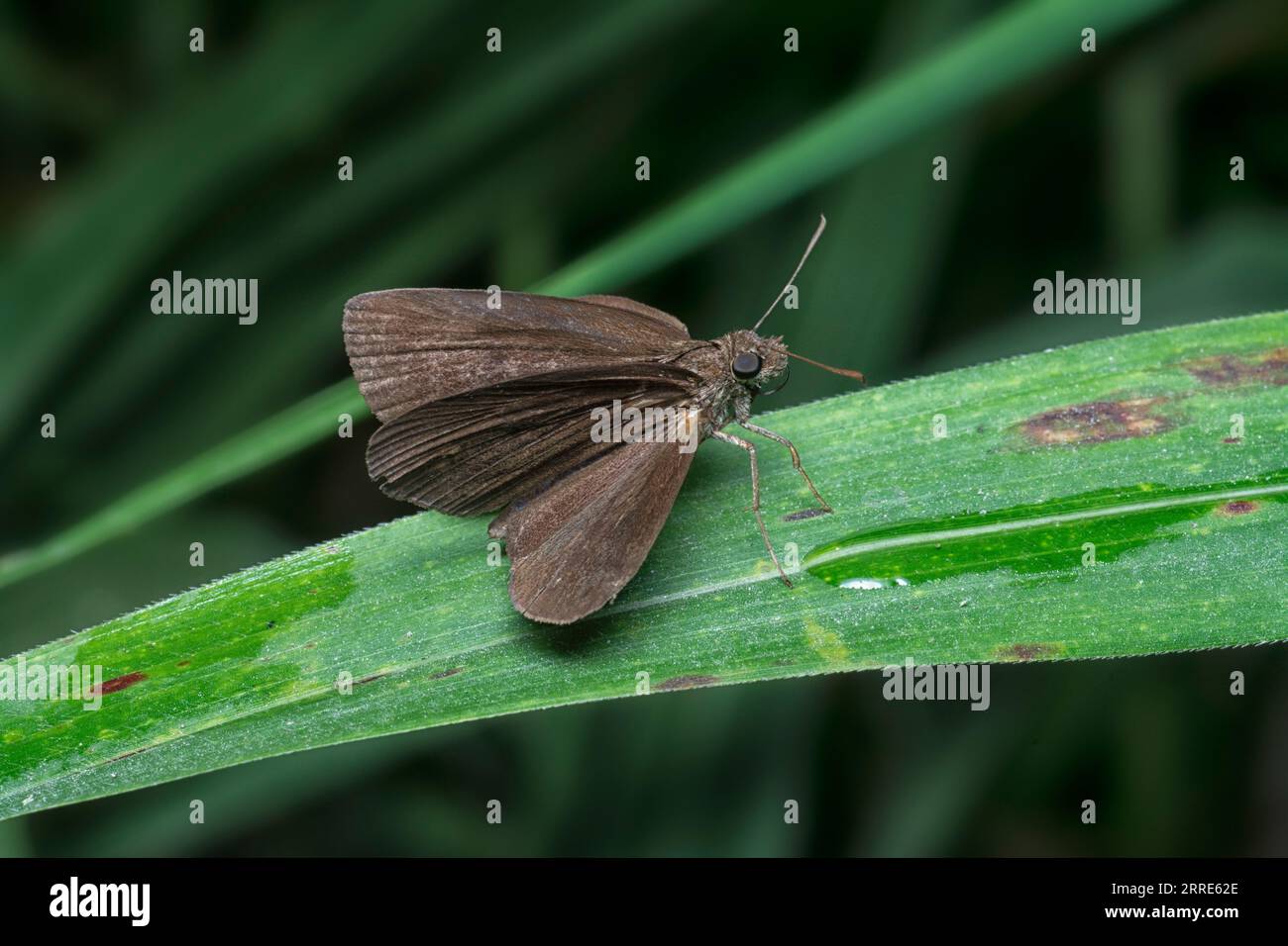 closeup with bush skipper or moth Stock Photo - Alamy