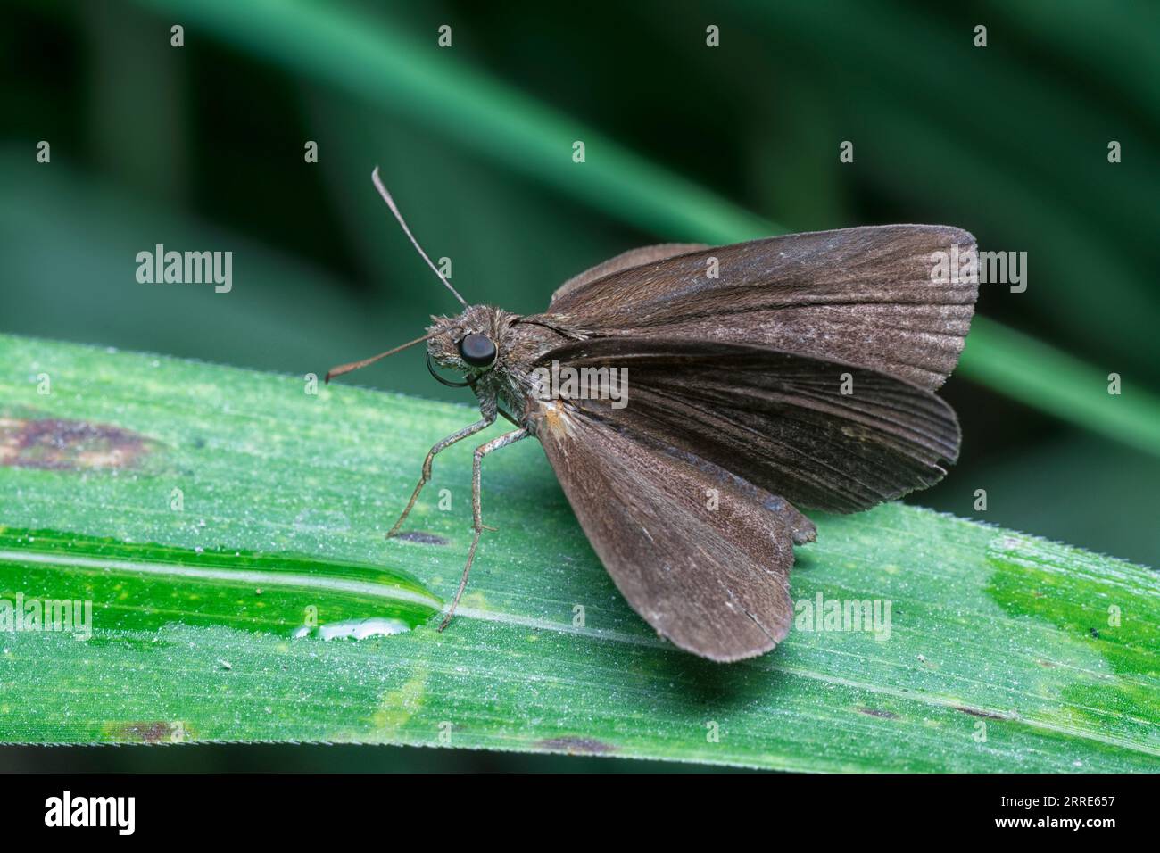 closeup with bush skipper or moth Stock Photo - Alamy