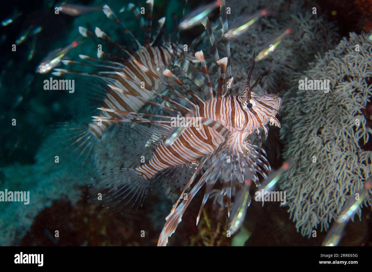 Common Lionfish, Pterois volitans, hunting in school of Redspot ...