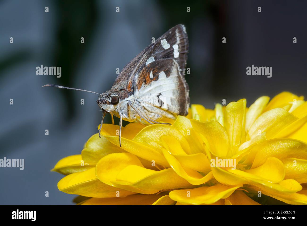 Hobomok skipper butterfly hobomok hi-res stock photography and images ...