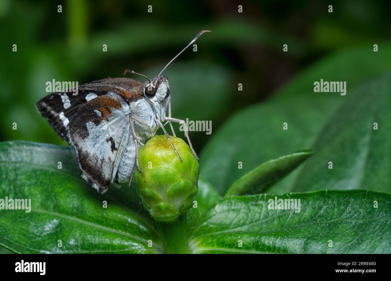 Hobomok skipper butterfly hobomok hi-res stock photography and images ...